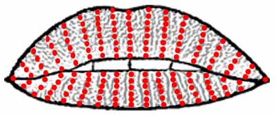 The main cutaneous folds on the human body