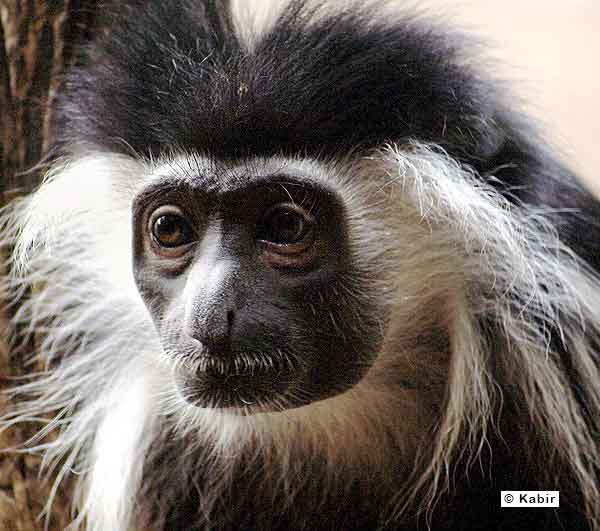 La famille des primates